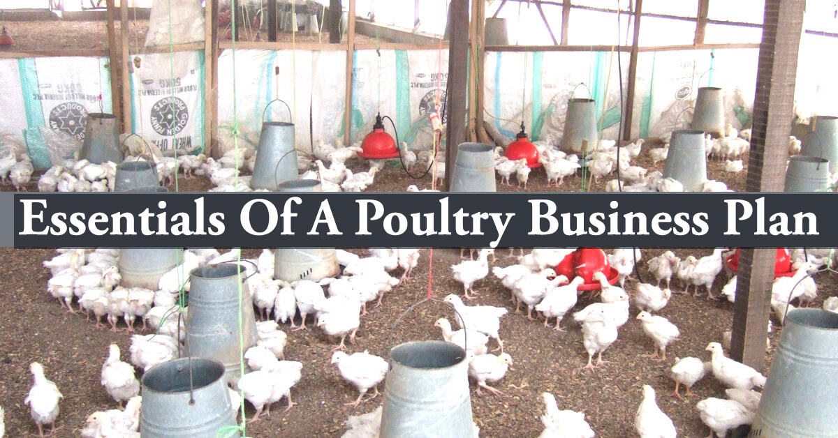 Poultry Farming Business Plan | Poultry Business Plan